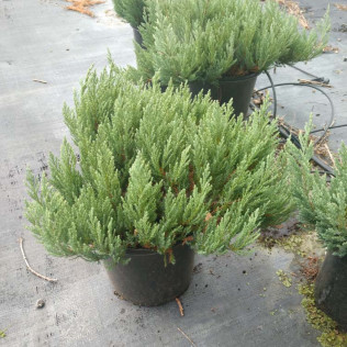 Evergreens For Sale | Cedar Rapids, IA | Fleming Nursery